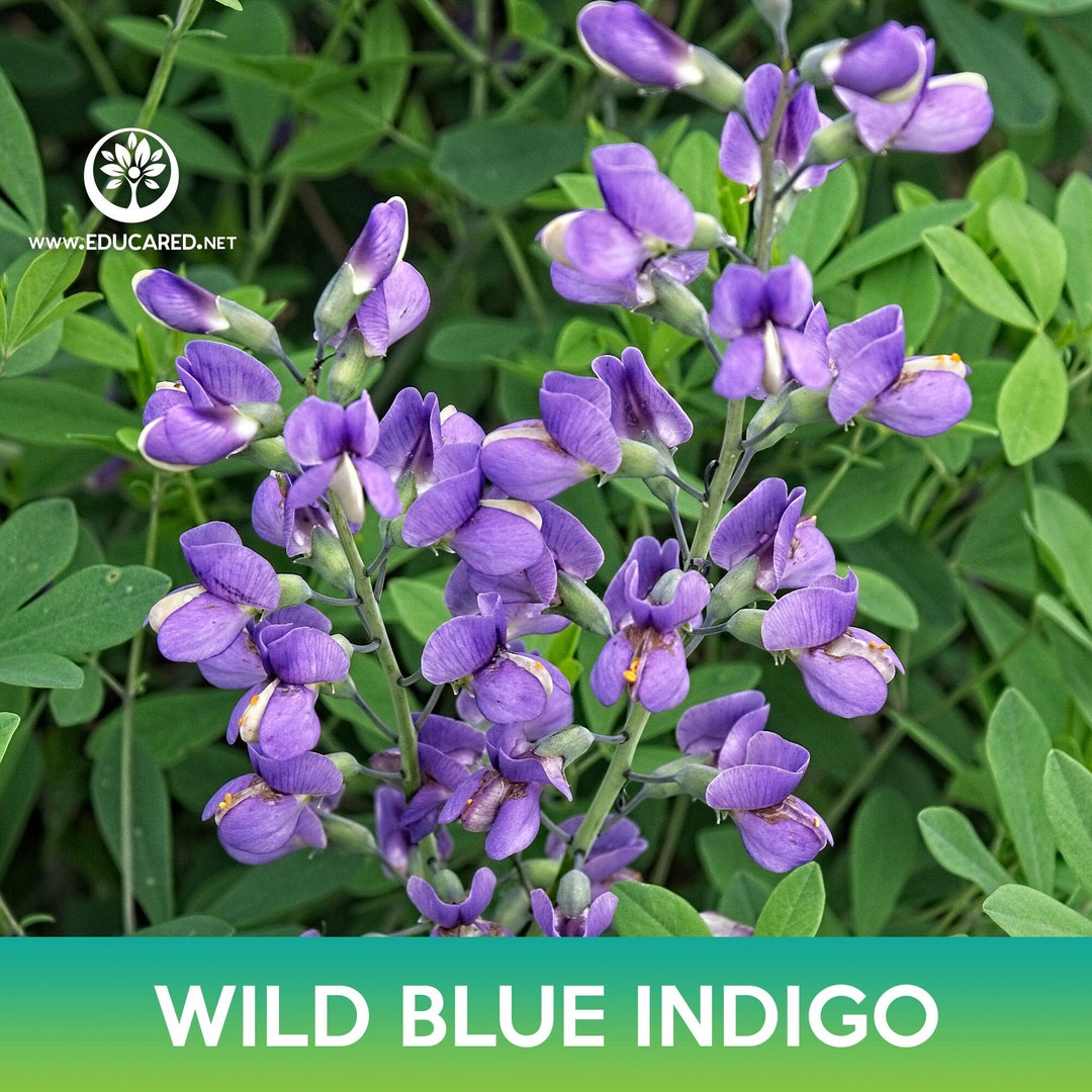 Wild Blue Indigo Flower Seeds - Etsy