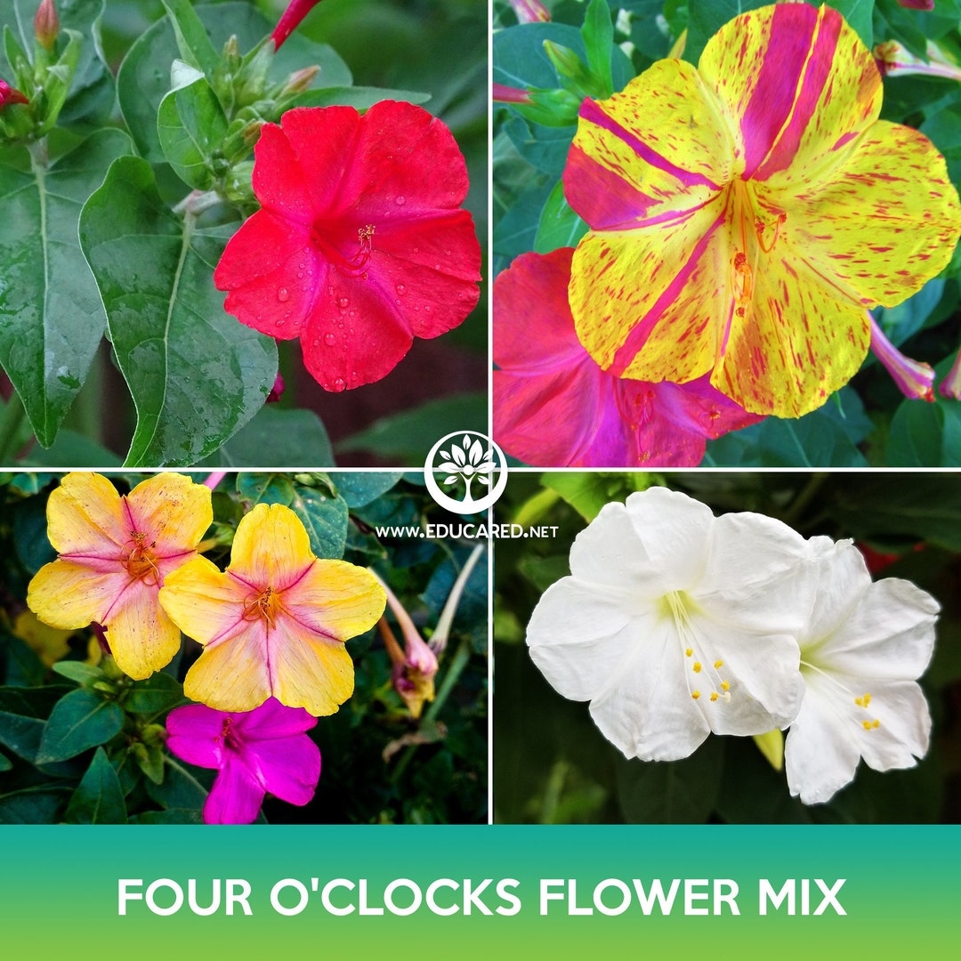 Four O'clocks Flower Mix Seeds, Mirabilis Jalapa - Etsy