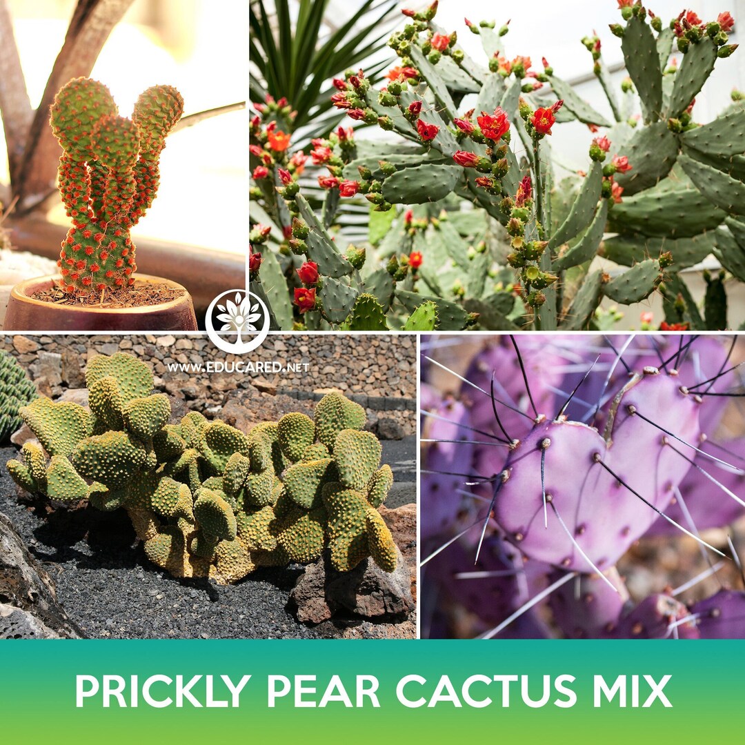Prickly Pear Cactus Mix Seeds, Opuntia - Etsy