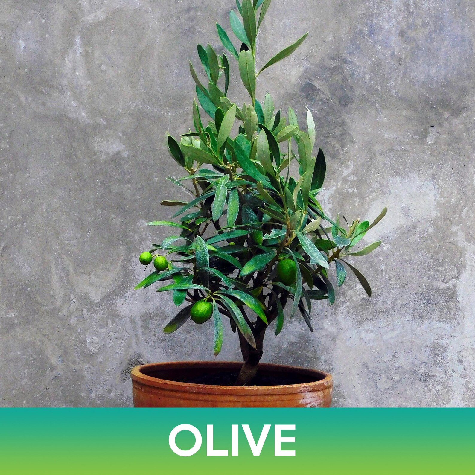 Olive Tree Seeds - Etsy