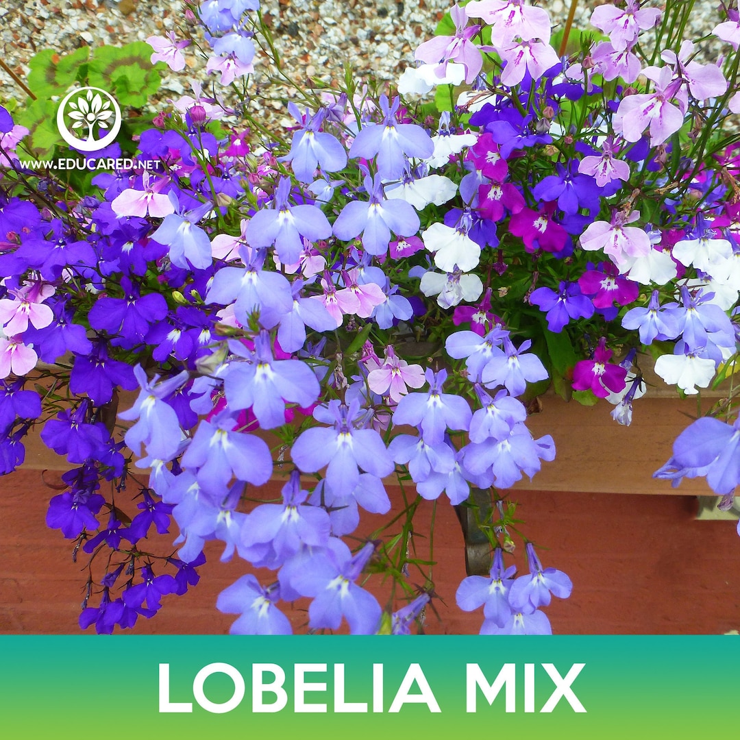 Lobelia Flower Mix Seeds - Etsy