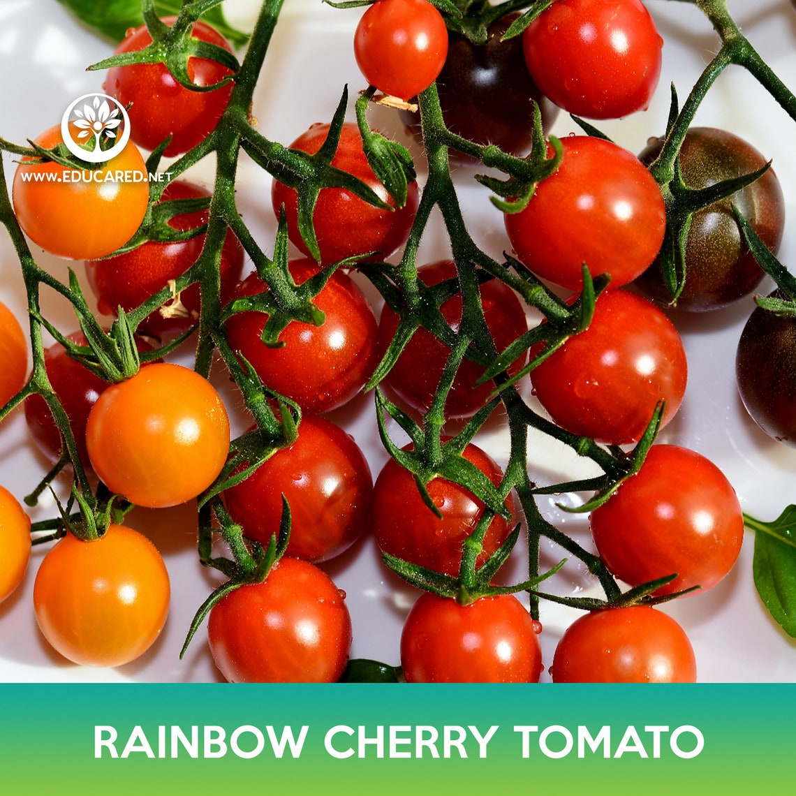 Rainbow Cherry Tomato Seeds - Etsy