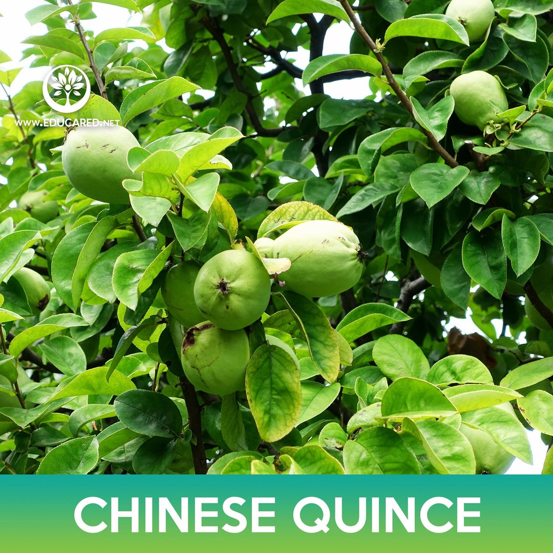 Chinese Quince Tree Seeds, Pseudocydonia Sinensis - Etsy