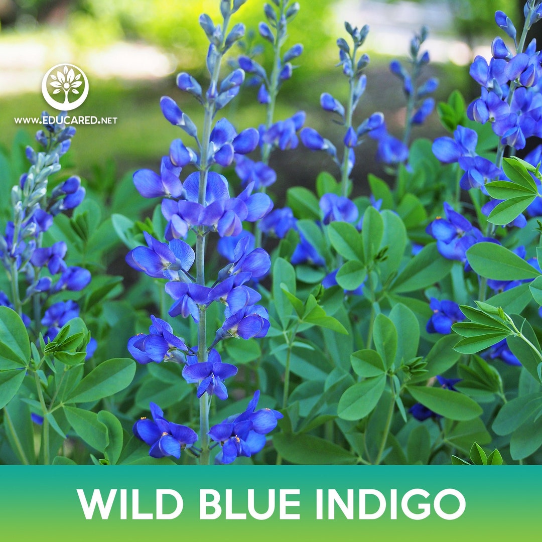 Wild Blue Indigo Flower Seeds, Blue False Indigo, Baptisia Australis - Etsy