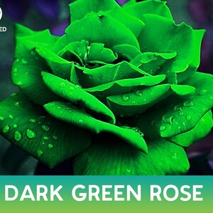 Dark Green Rose Seeds - Etsy