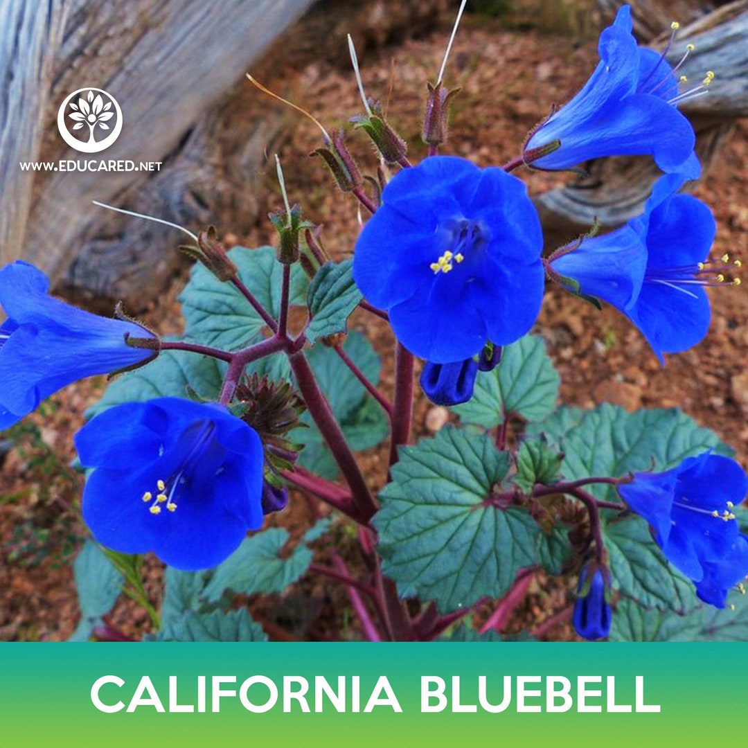 California Bluebell Seed, Desert Bluebells - Etsy