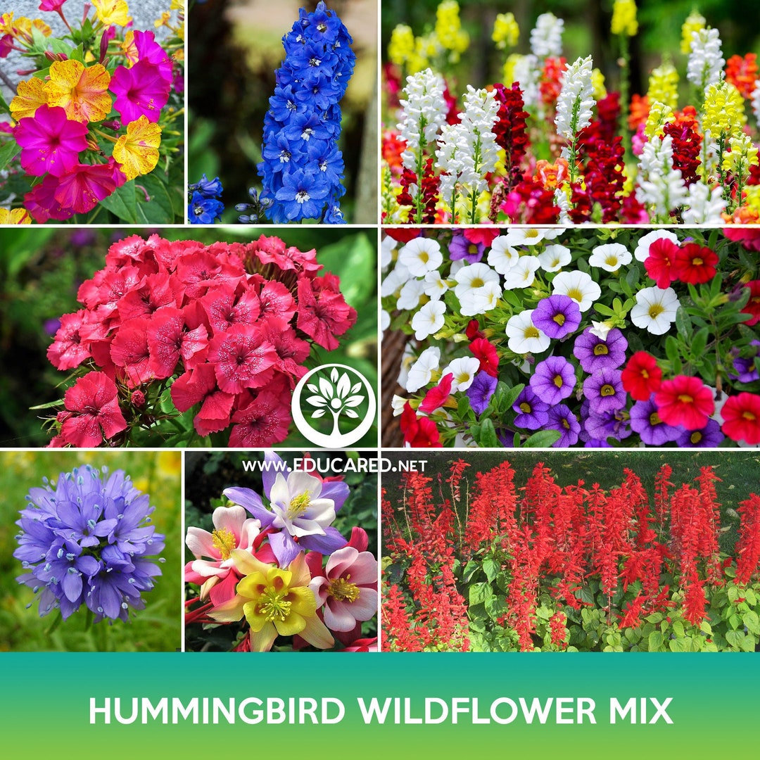 Hummingbird Wildflowers Mix Seeds, 2 Grams of Seeds - Etsy Nederland