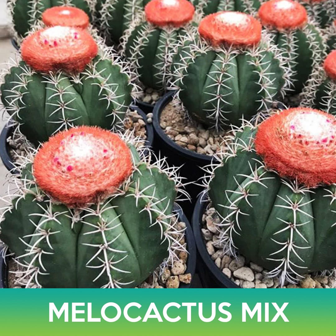 Melocactus Cactus Mix Seeds - Etsy