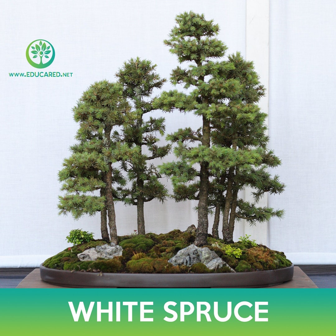 White Spruce Tree Seeds, Black Hills Spruce, Picea Glauca - Etsy