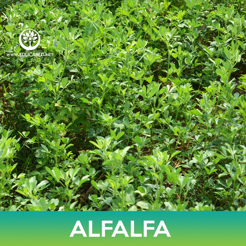 Alfalfa Seeds (~1500 Seeds) - Etsy