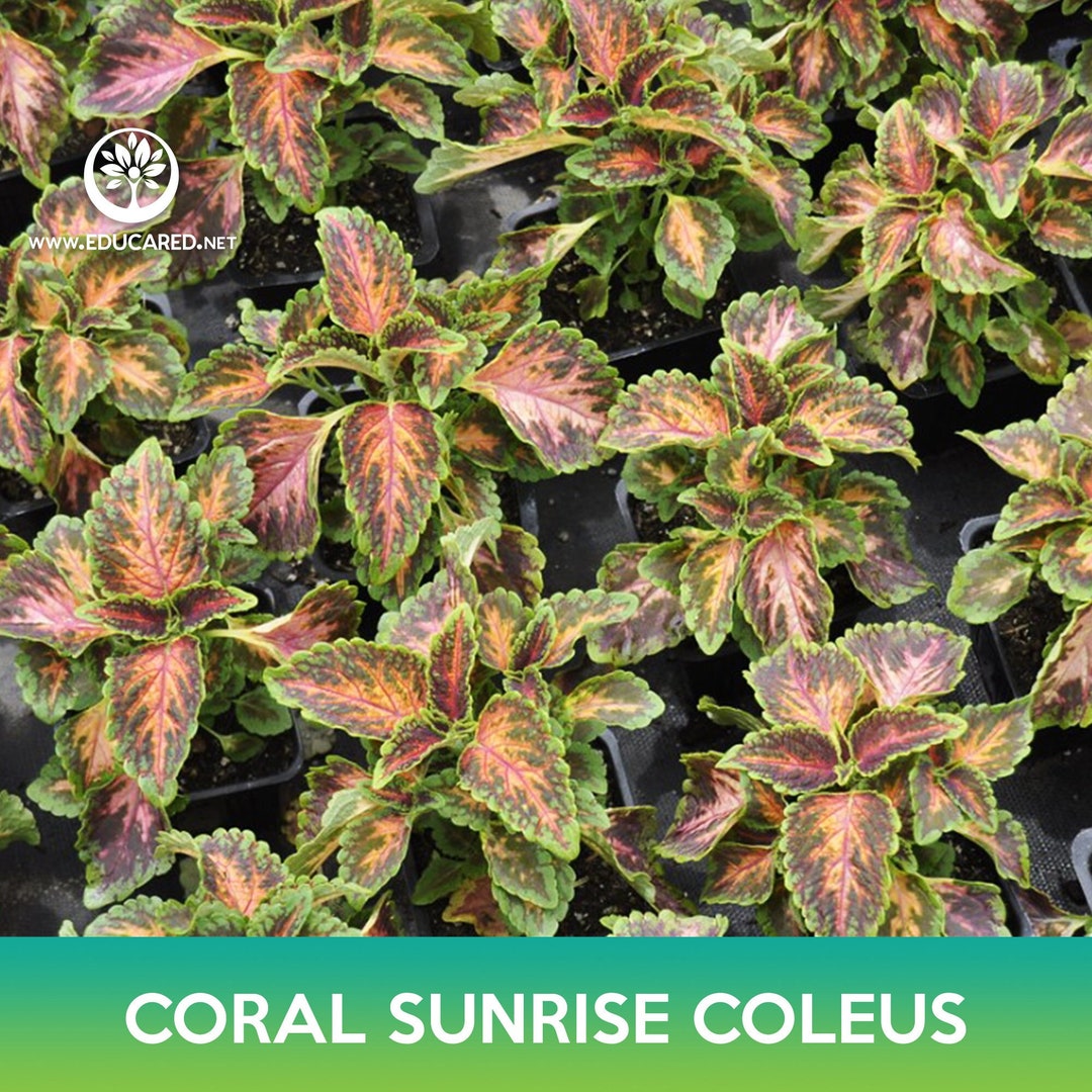 Coral Sunrise Coleus Seeds - Etsy