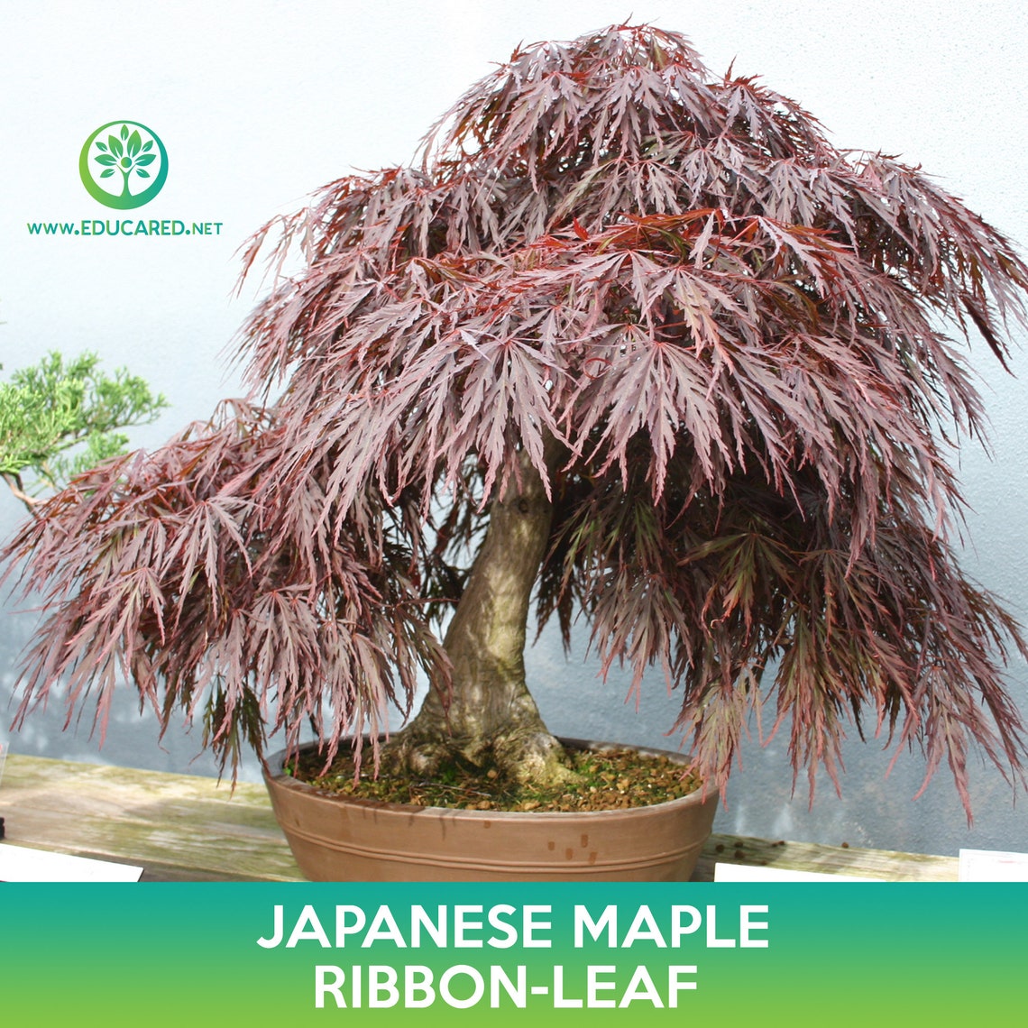 Ribbon Leaf Japanese Maple