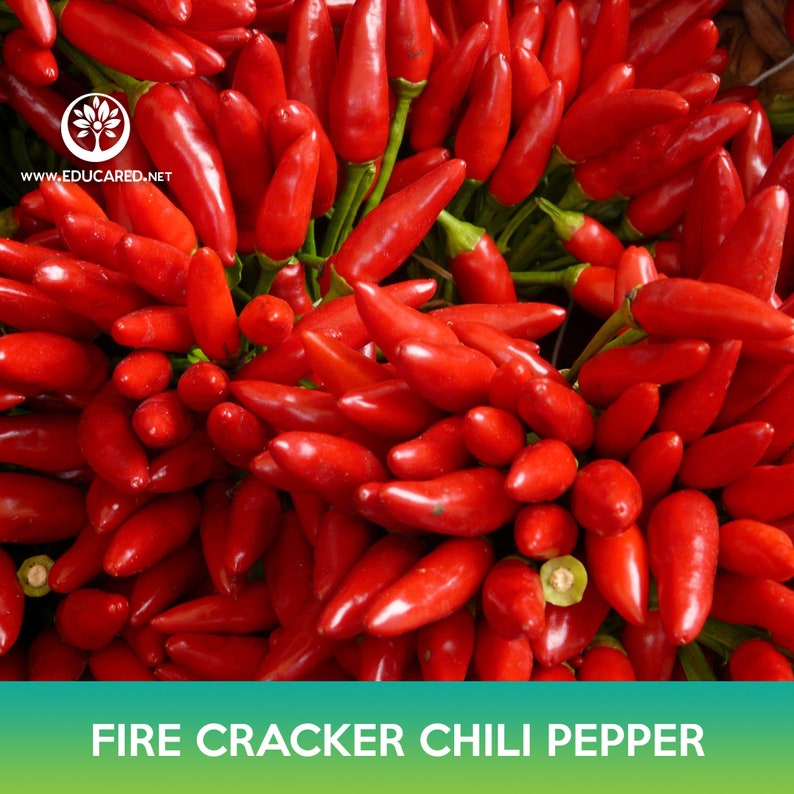 Firecracker Chili Pepper Seeds, Birdseye Chili Pepper - Etsy