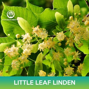 Little Leaf Linden Tree Seeds, Tilia Cordata - Etsy