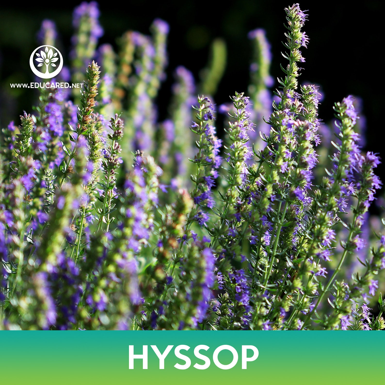 Hyssop Seeds - Etsy