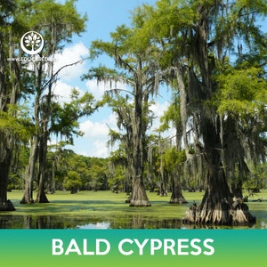 Bald Cypress Tree Seeds, Swamp Cypress - Etsy