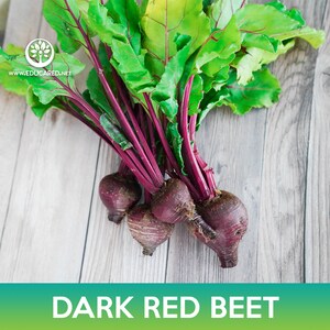 Dark Red Detroit Beet Seeds - Etsy