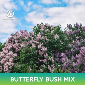 Butterfly Bush Mix Tree Seeds, Summer Lilac - Etsy