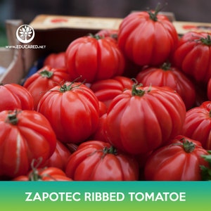 Zapotec Oaxacan Ribbed Tomato Seeds - Etsy