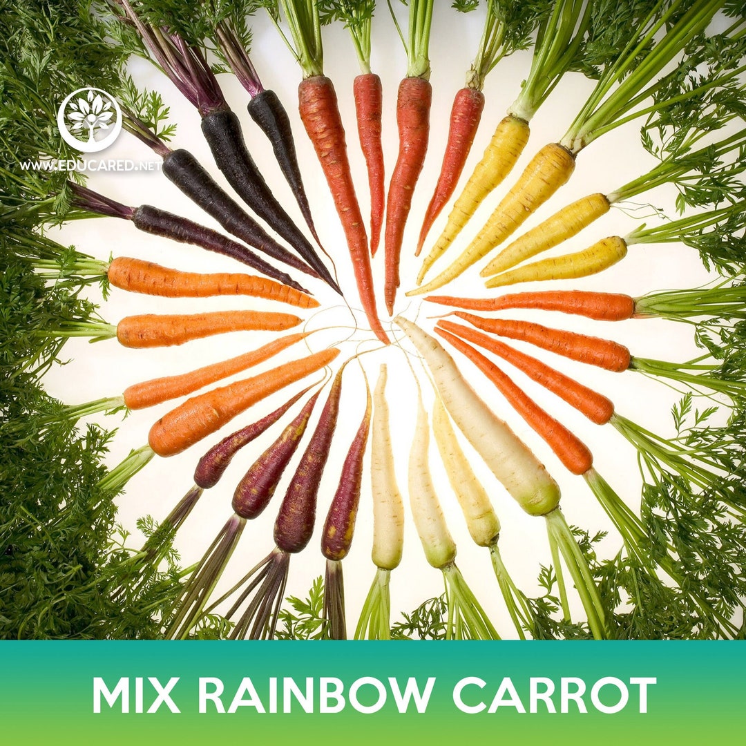 Rainbow Carrot Mix Seeds - Etsy