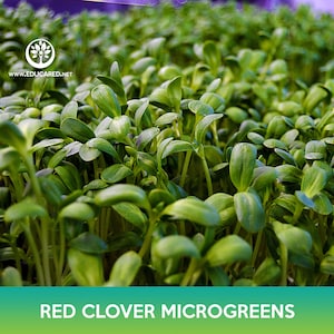 Red Clover Microgreens Seeds - Etsy