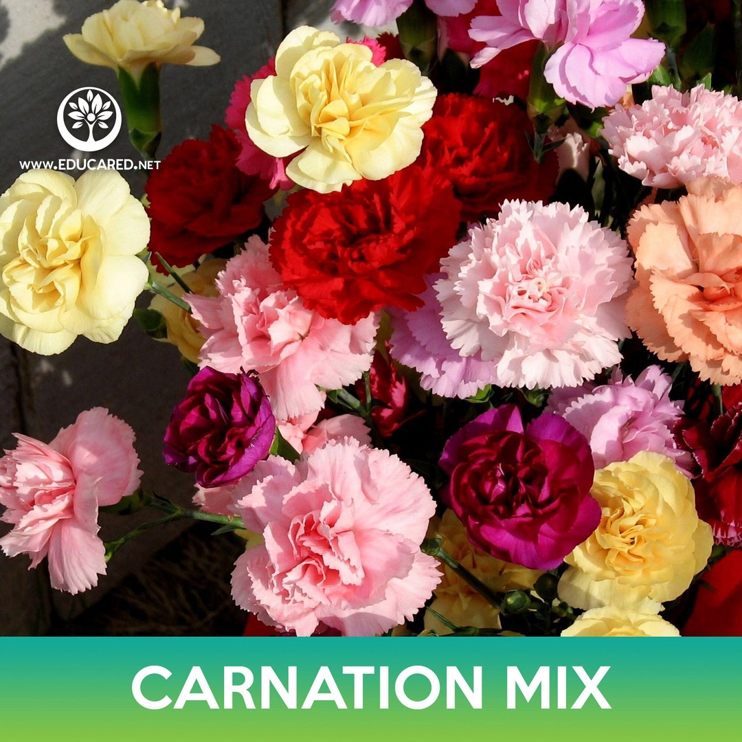 Carnation Flower Mix Seeds, Dianthus Caryophyllus - Etsy