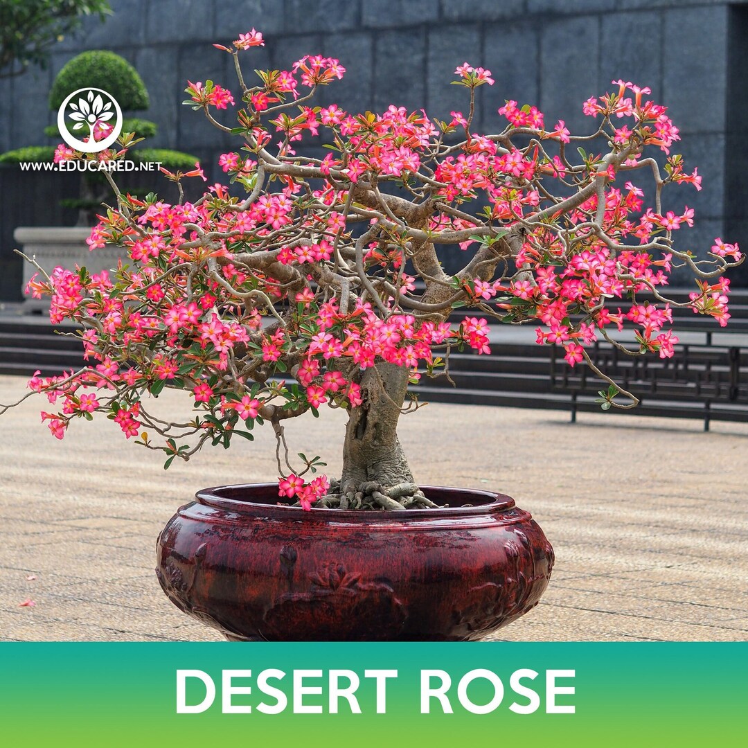 Desert Rose Succulent Tree Seeds - Etsy