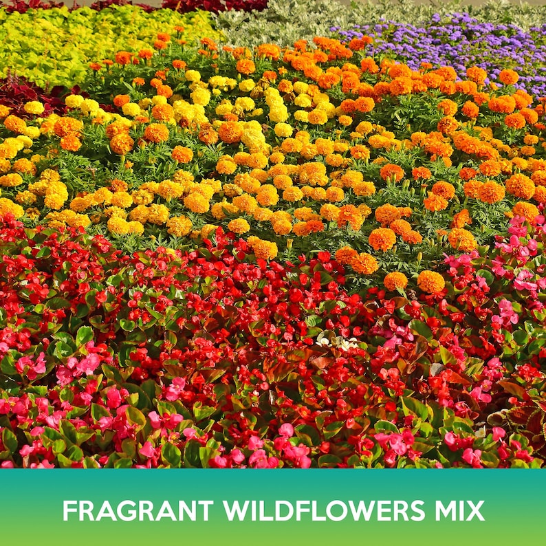 Fragrant Flowers Mix Seeds - Etsy
