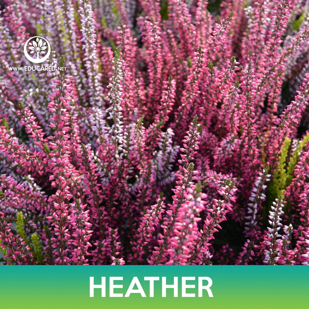 Heather Flower Seeds, Calluna Vulgaris - Etsy