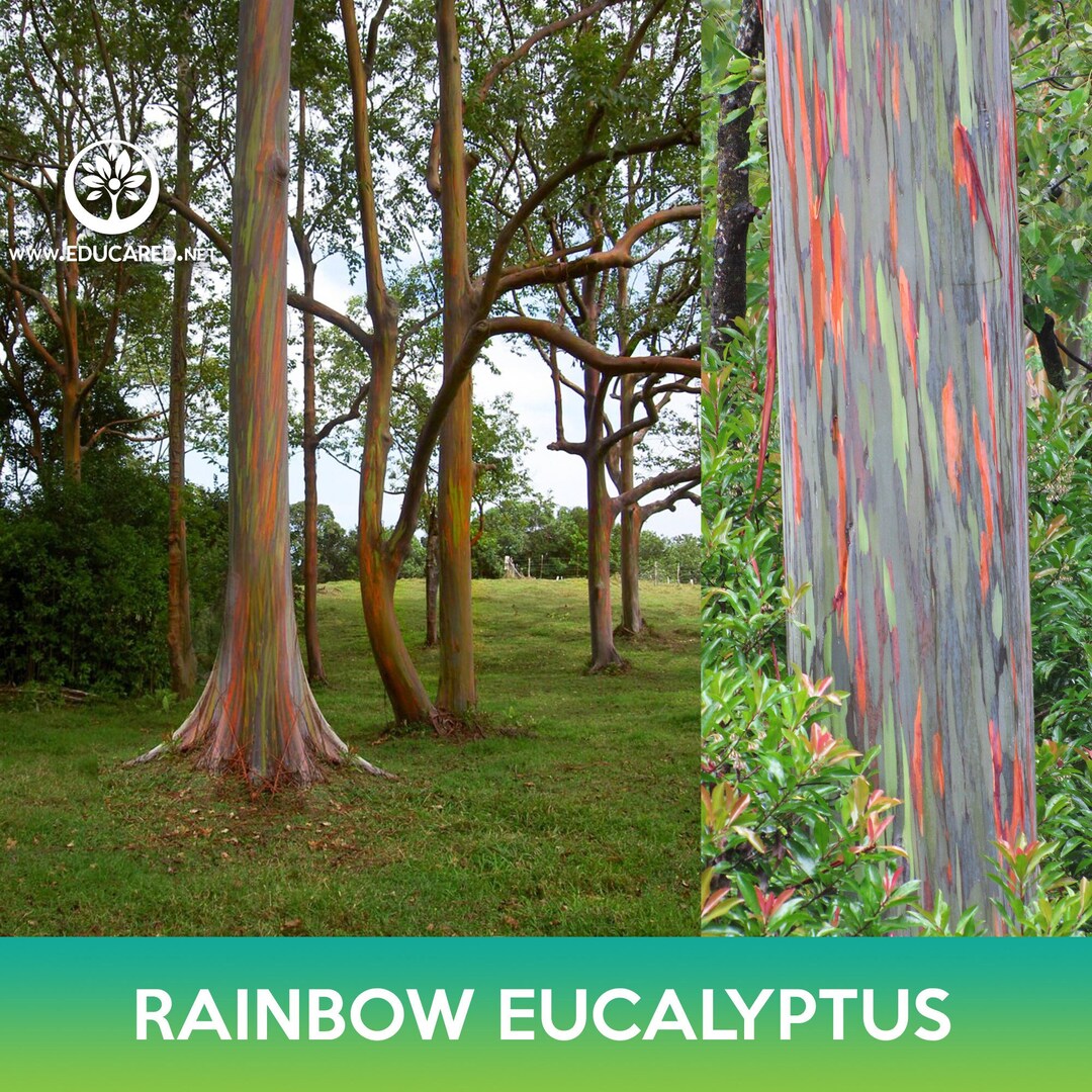 Rainbow Eucalyptus Tree Seeds, Eucalyptus Deglupta - Etsy