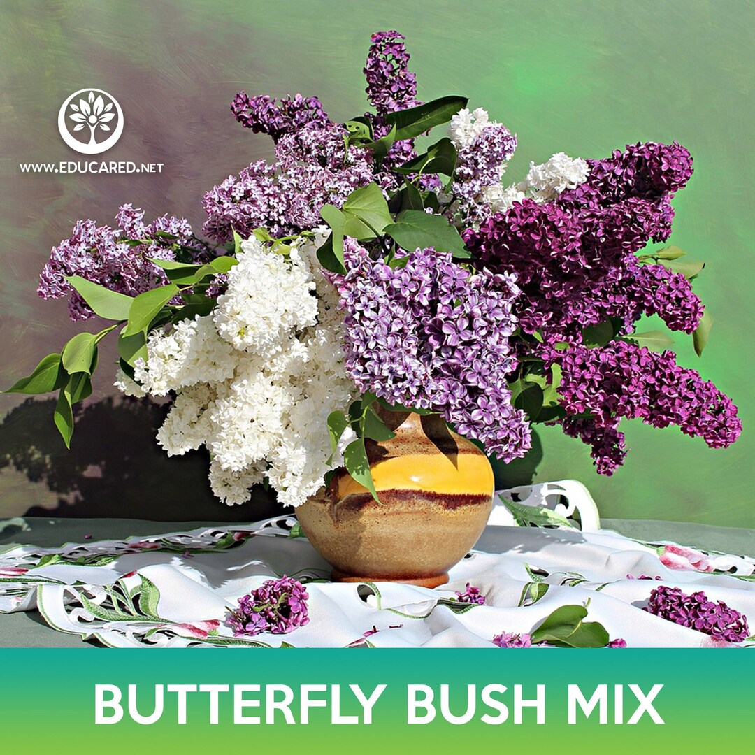 Butterfly Bush Mix Tree Seeds, Summer Lilac - Etsy