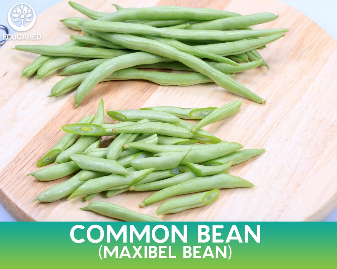 Common Bean Seeds, Maxibel Bean, 20 Seeds - Etsy