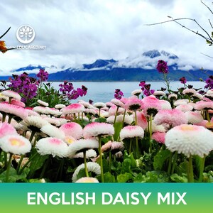 English Daisy Mix Seeds, Bellis Perennis Super Enorma - Etsy