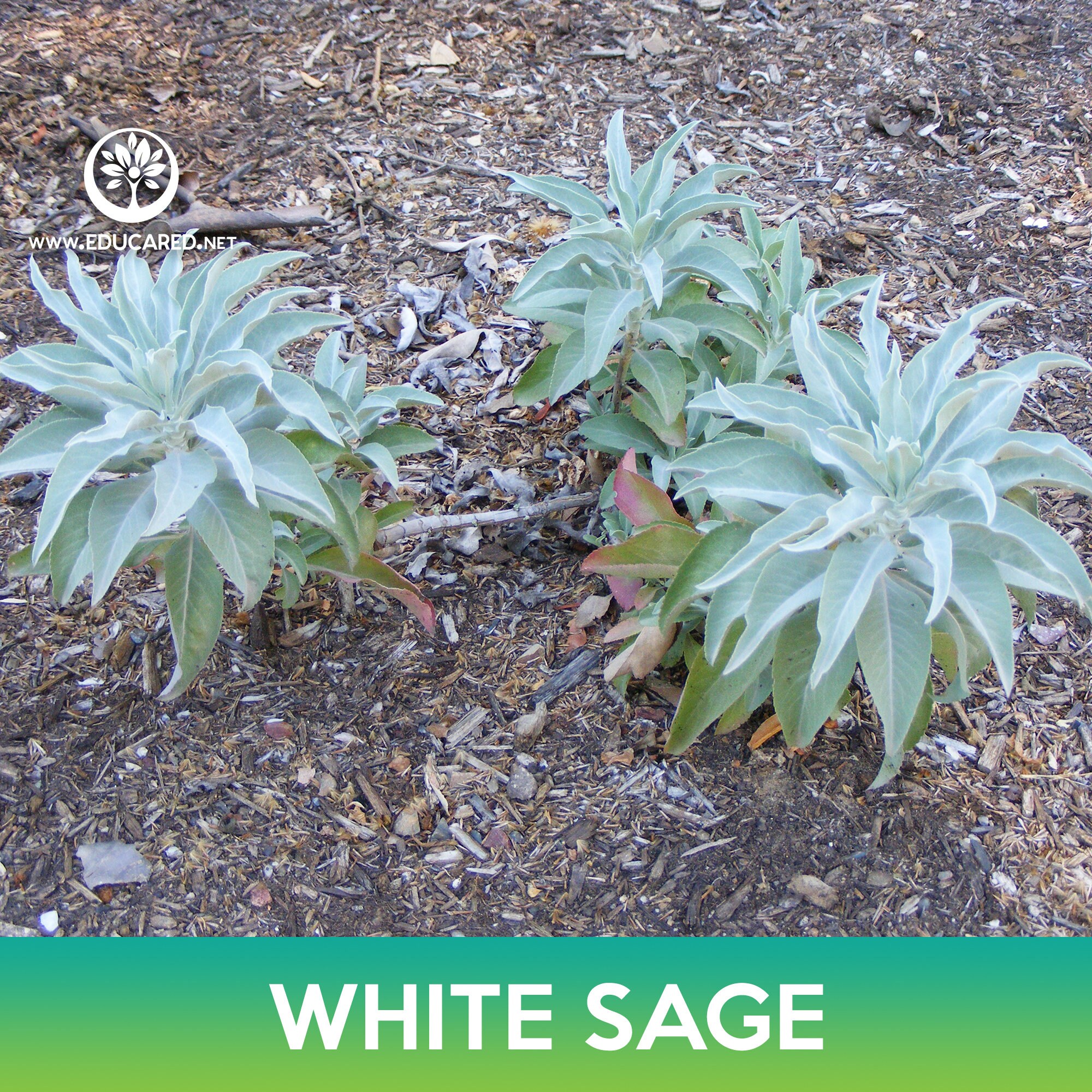 White Sage Seeds, Sacred Sage, Salvia Apiana - Etsy