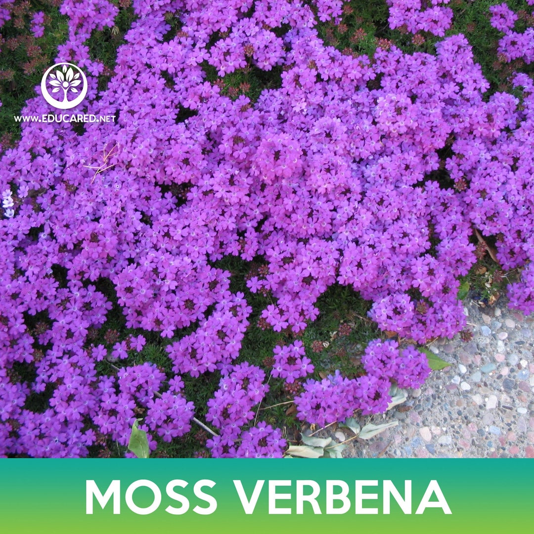 Moss Verbena Flower Seeds - Etsy