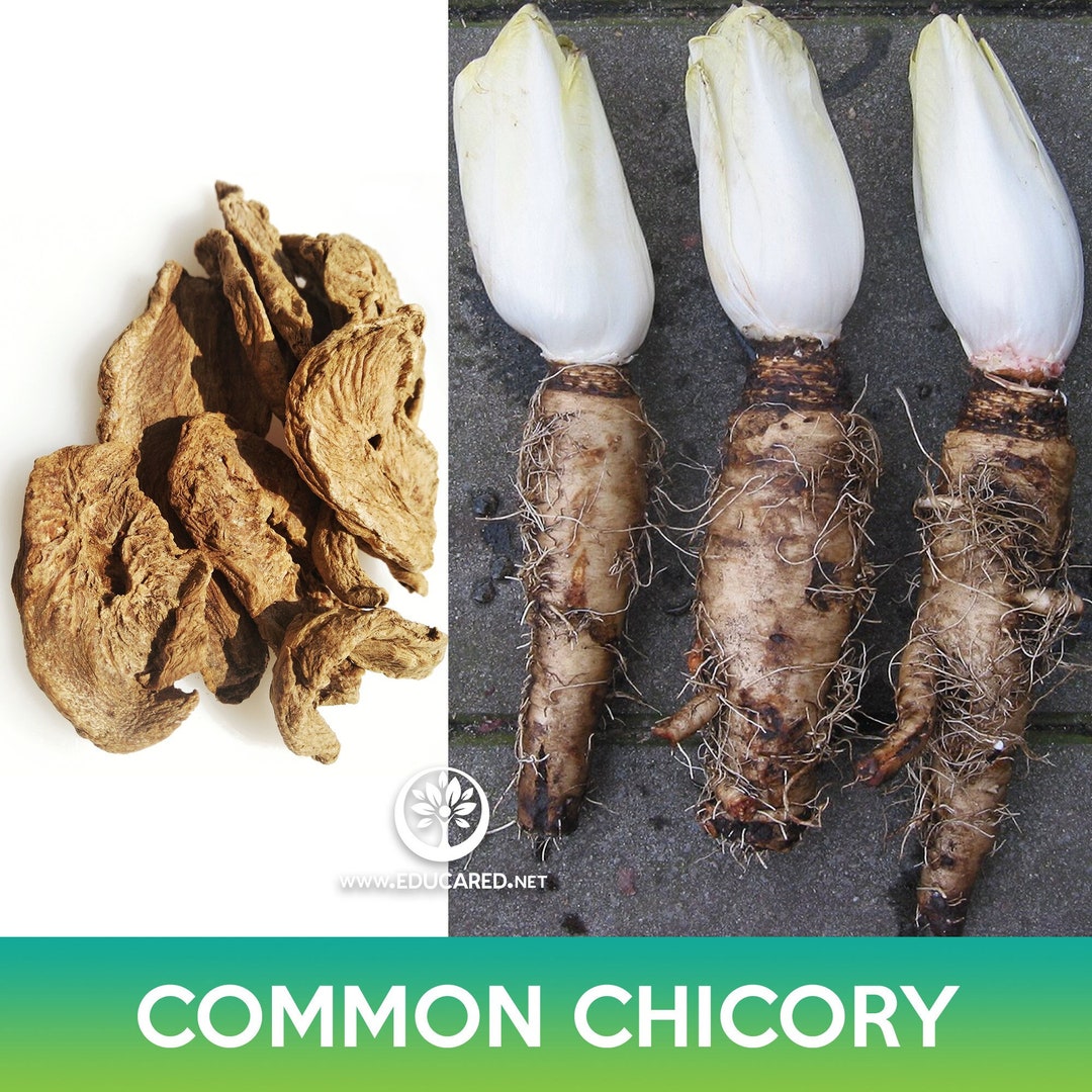 Common Chicory Seeds - Etsy