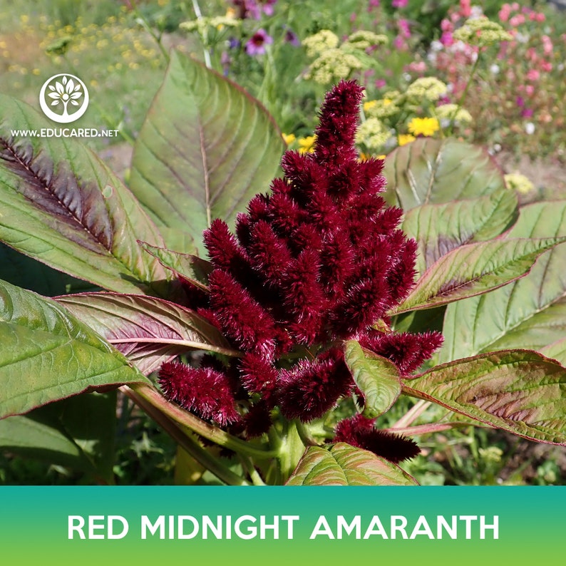 Red Midnight Amaranth Seeds - Etsy