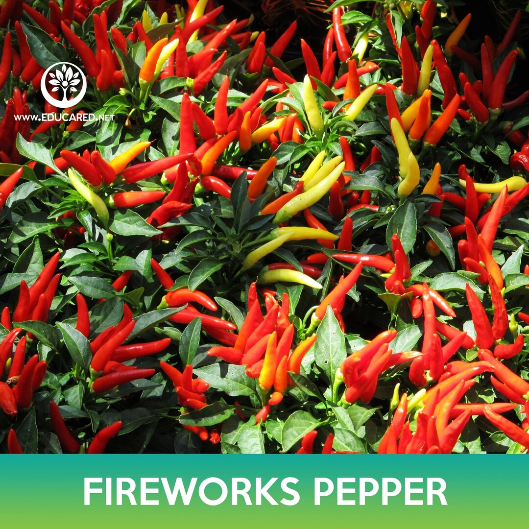 Fireworks Ornamental Pepper Seeds - Etsy
