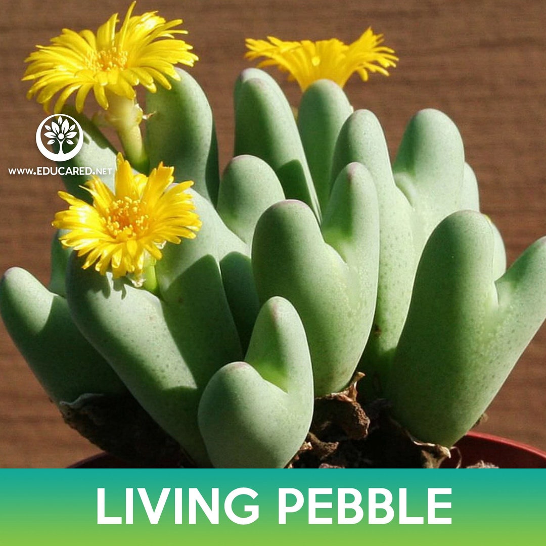 Living Pebble Succulent Seeds, Conophytum Bilobum - Etsy