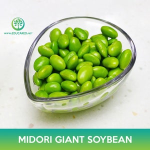 Midori Giant Soybean Seeds - Etsy