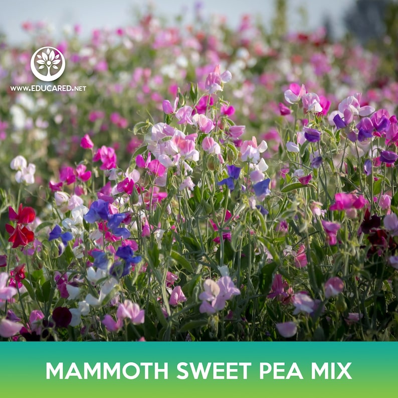 Mammoth Sweet Pea Mix Seeds - Etsy