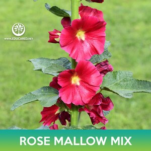 Rose Mallow Mix Seeds, Hibiscus Mix - Etsy