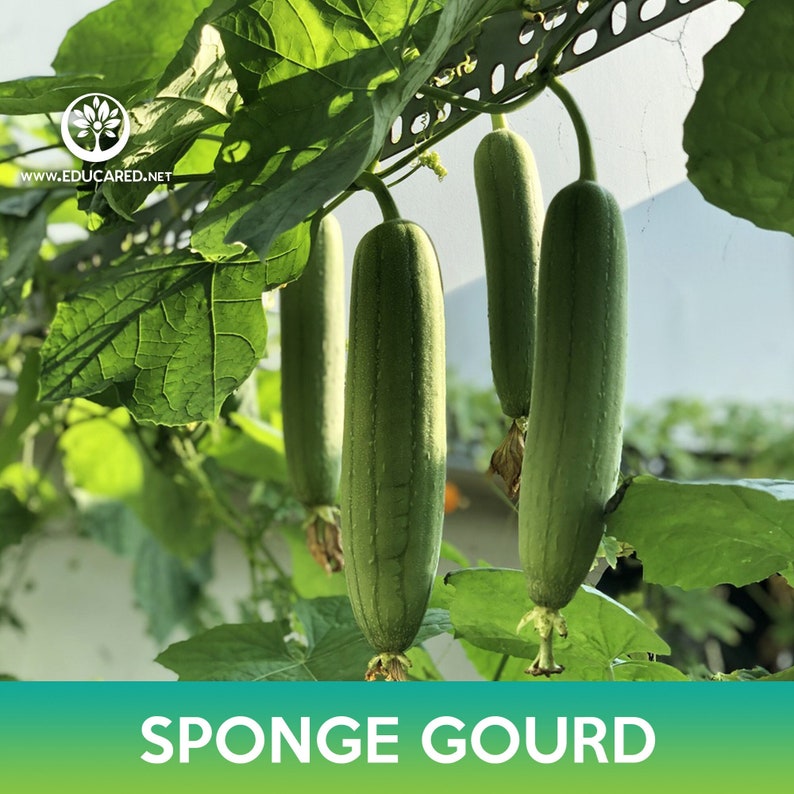 Sponge Gourd Seeds - Etsy