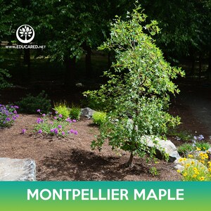 Montpellier Maple Tree Seeds, Acer Monspessulanum - Etsy