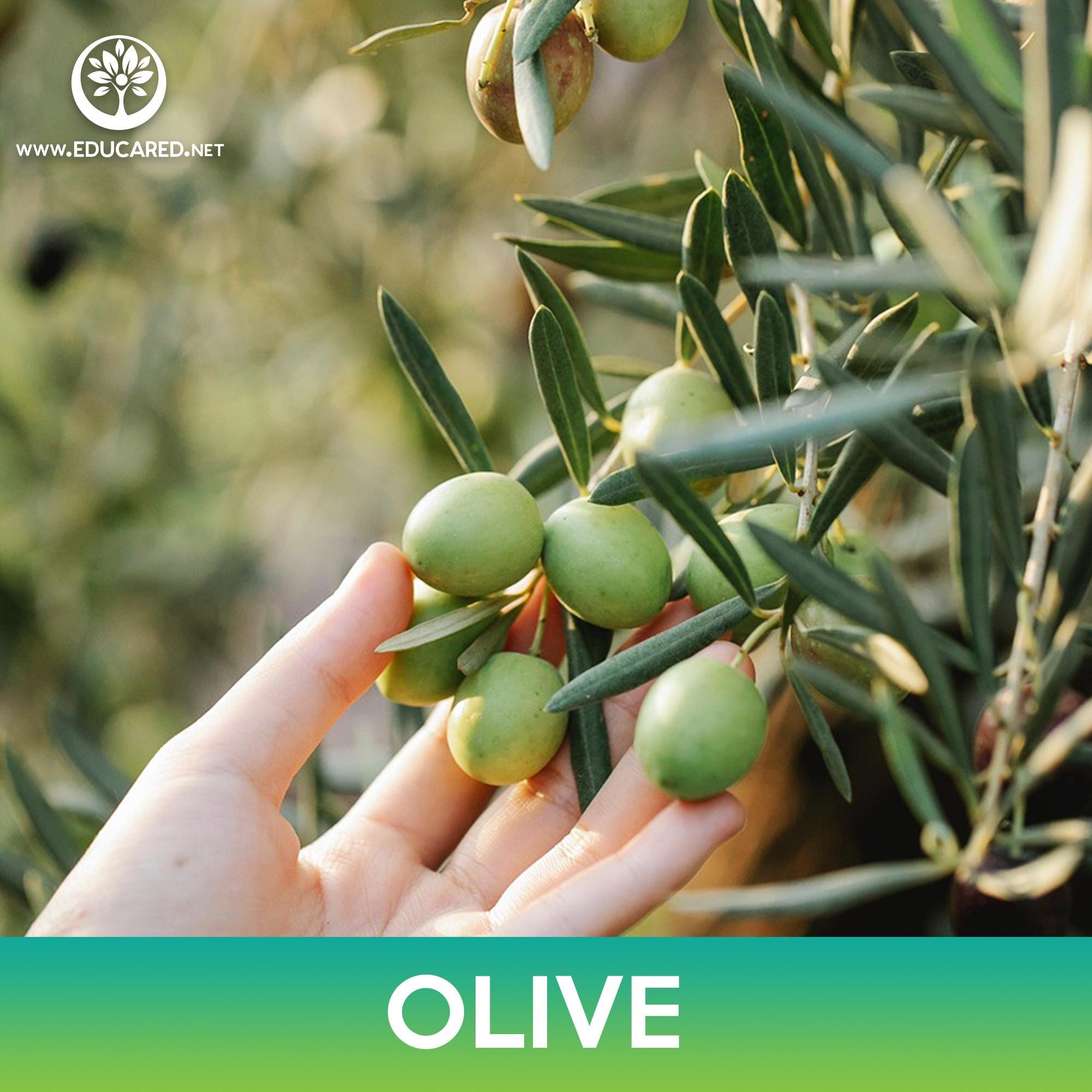 Olive Tree Seeds - Etsy