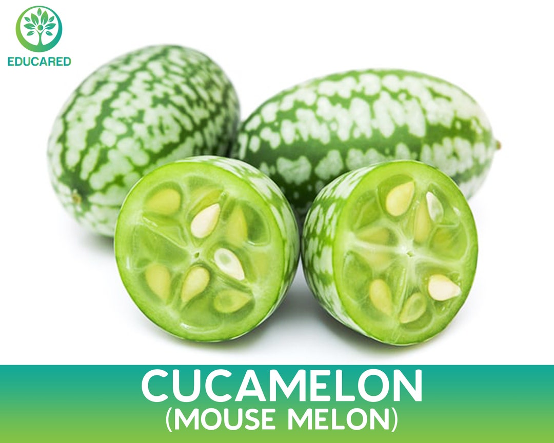 Cucamelon Seed Mouse Melon Mexican Sour Gherkin - Etsy