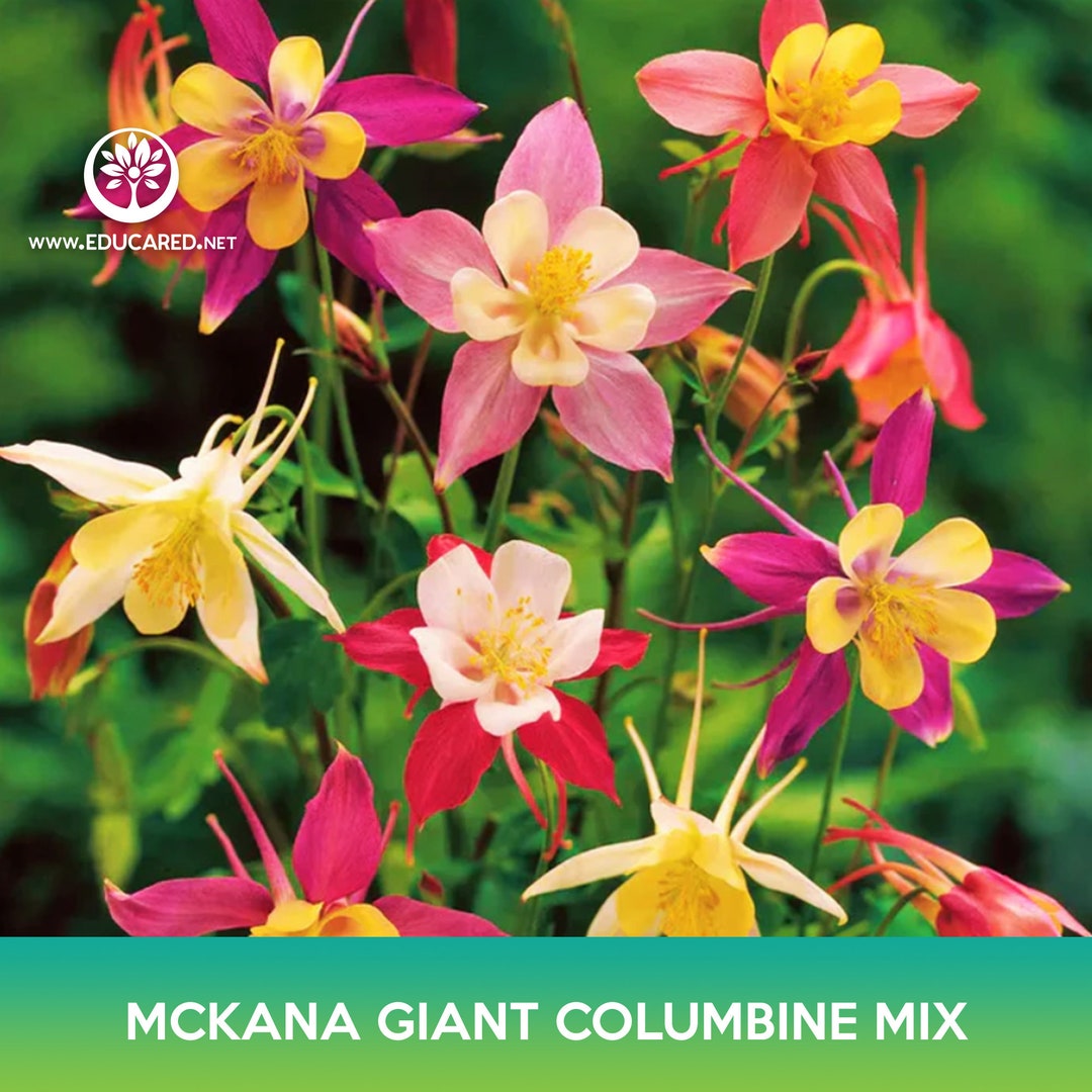 Mckana Giant Columbine Mix Seeds - Etsy