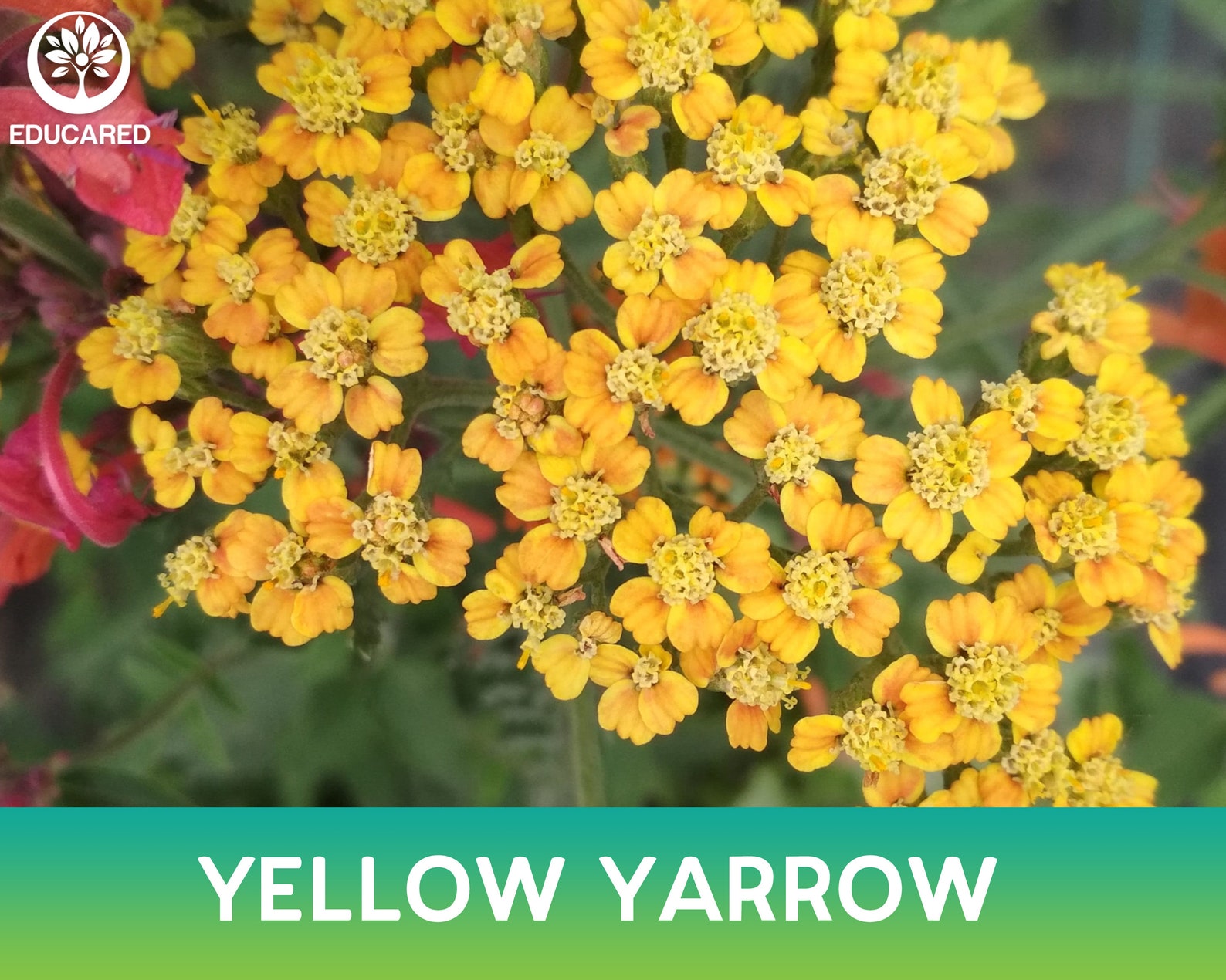 Yellow Yarrow Seed Gold Yarrow Achillea Filipendulina - Etsy