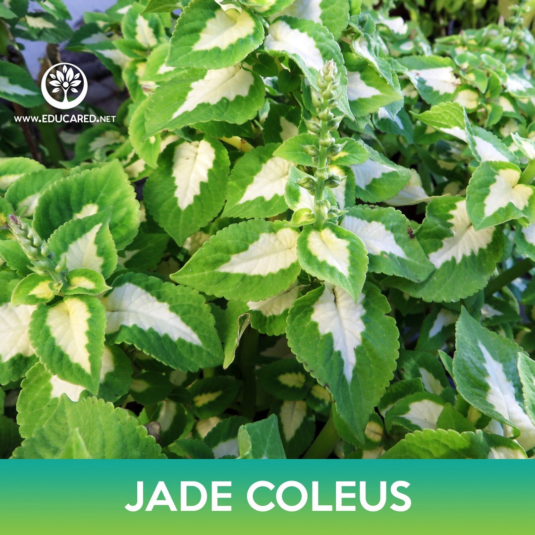 Jade Coleus Seeds - Etsy
