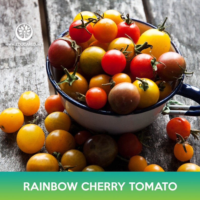 Rainbow Cherry Tomato Seeds - Etsy